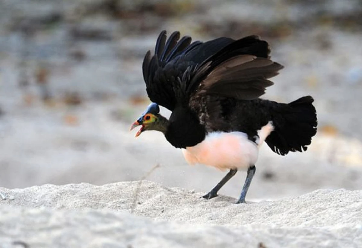 5 Fakta Tentang Burung Maleo, Burung Endemik Indonesia Yang Sangat ...