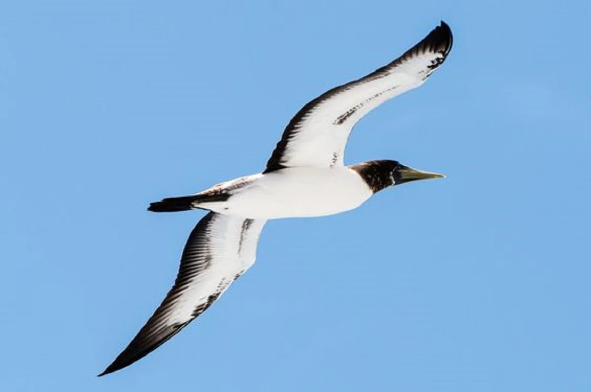 6 Fakta Menarik Masked Booby, Burung Pemakan Ikan dan Cumi – Cumi ...