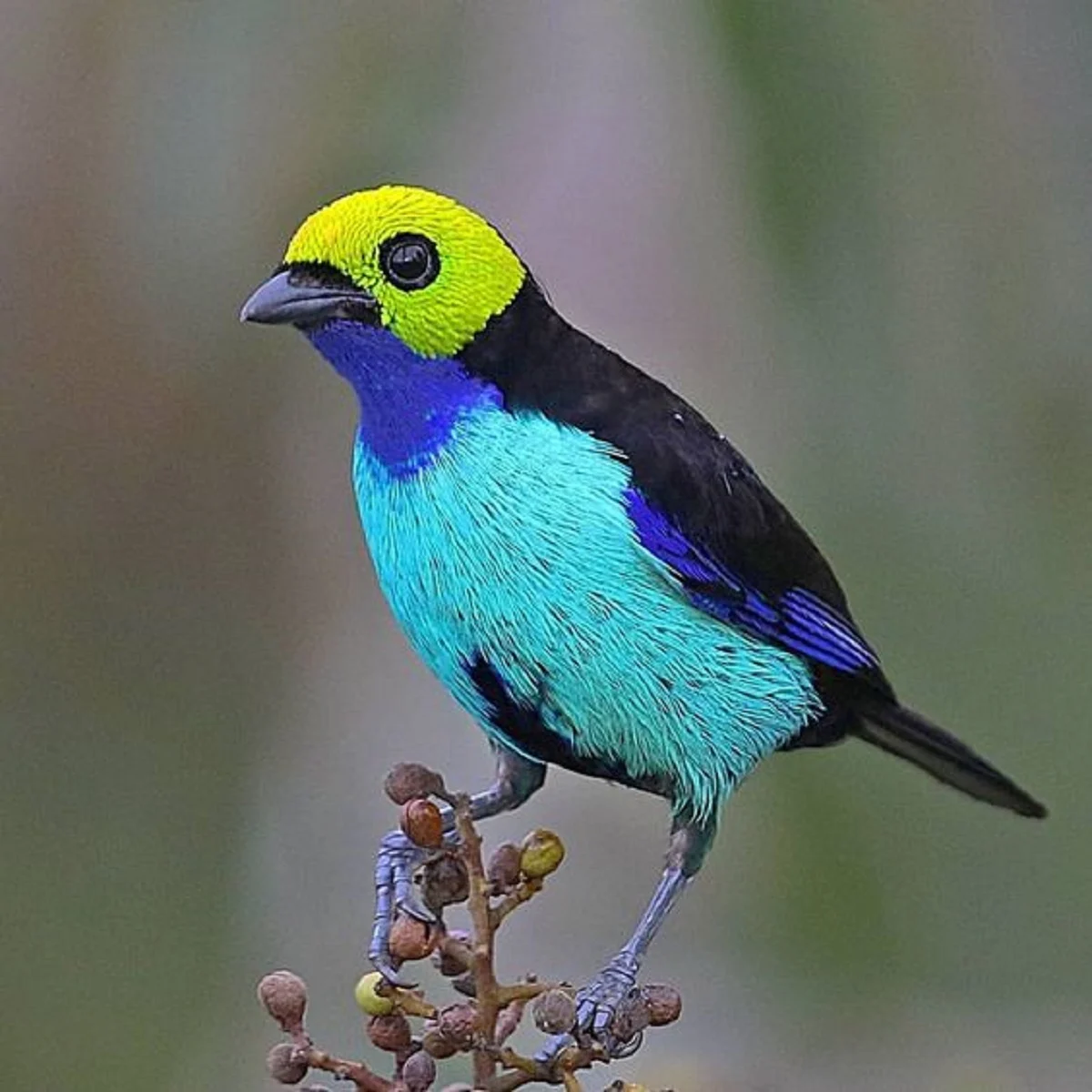 6 Fakta Unik Burung Paradise Tanager, Burung yang Sangat Menarik ...