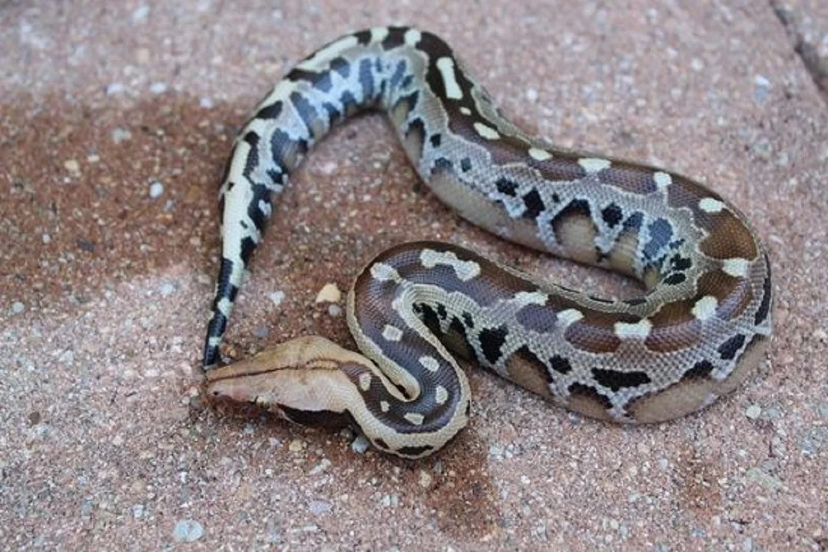 Beda Dari yang Lain ,Fakta Menarik Tentang Borneo Short Tailed Python ...