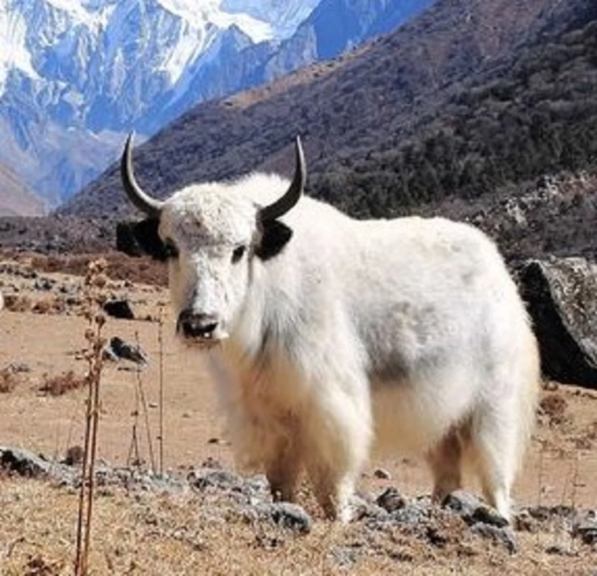 Memiliki Bulu Tebal, 5 Fakta Menarik Tentang Sapi Yak, Sapi Tangguh ...