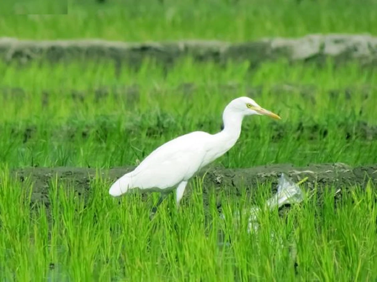 Bisa Membentuk Suatu Formasi Saat Melakukan Migrasi, Fakta Unik Burung Bangau yang Harus Kamu ...