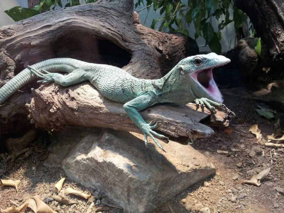 5 Fakta Unik Biawak Hijau Si Pendaki dengan Ekor Multifungsi – Rakcer.ID