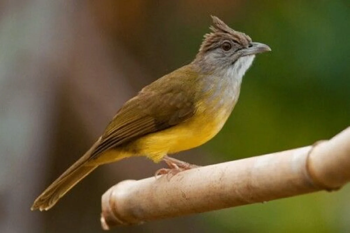 Kamu Penghobi Burung Kicau Berikut, 5 jenis Burung Kicau yang Mudah ...