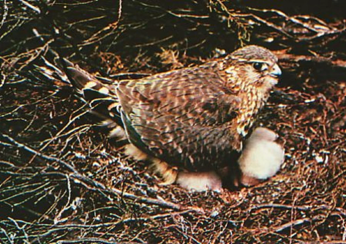 Jenis Burung Elang Terkecil di Dunia, Fakta Menarik Burung Elang Merlin ...
