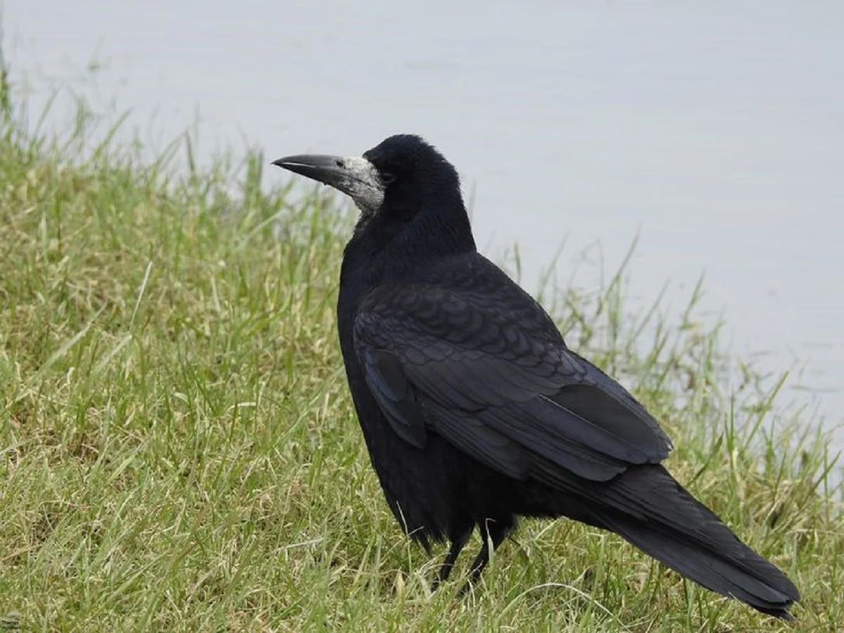 5 Fakta Mengenai Gagak Amerika, Jenis Burung yang Cerdas – Laman 2 ...