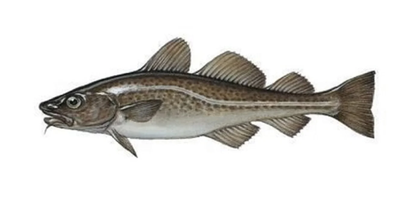 5 Fakta Ikan Kod Atlantik, Ikan yang Sering diburu di Eropa Utara ...