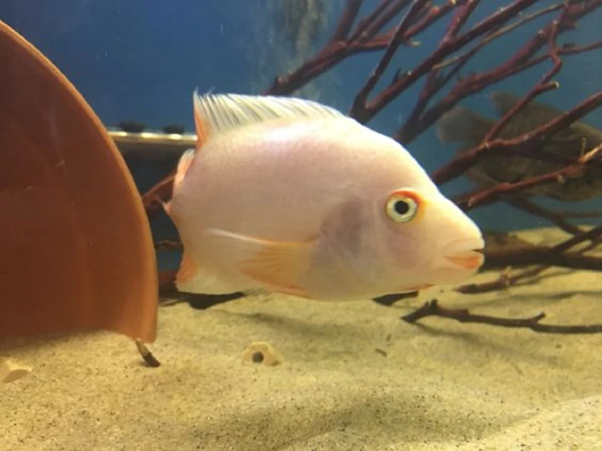 Ikan Hias Namun Sangat Invasive Bagi Ekosistem Setempat, Fakta Ikan Red ...