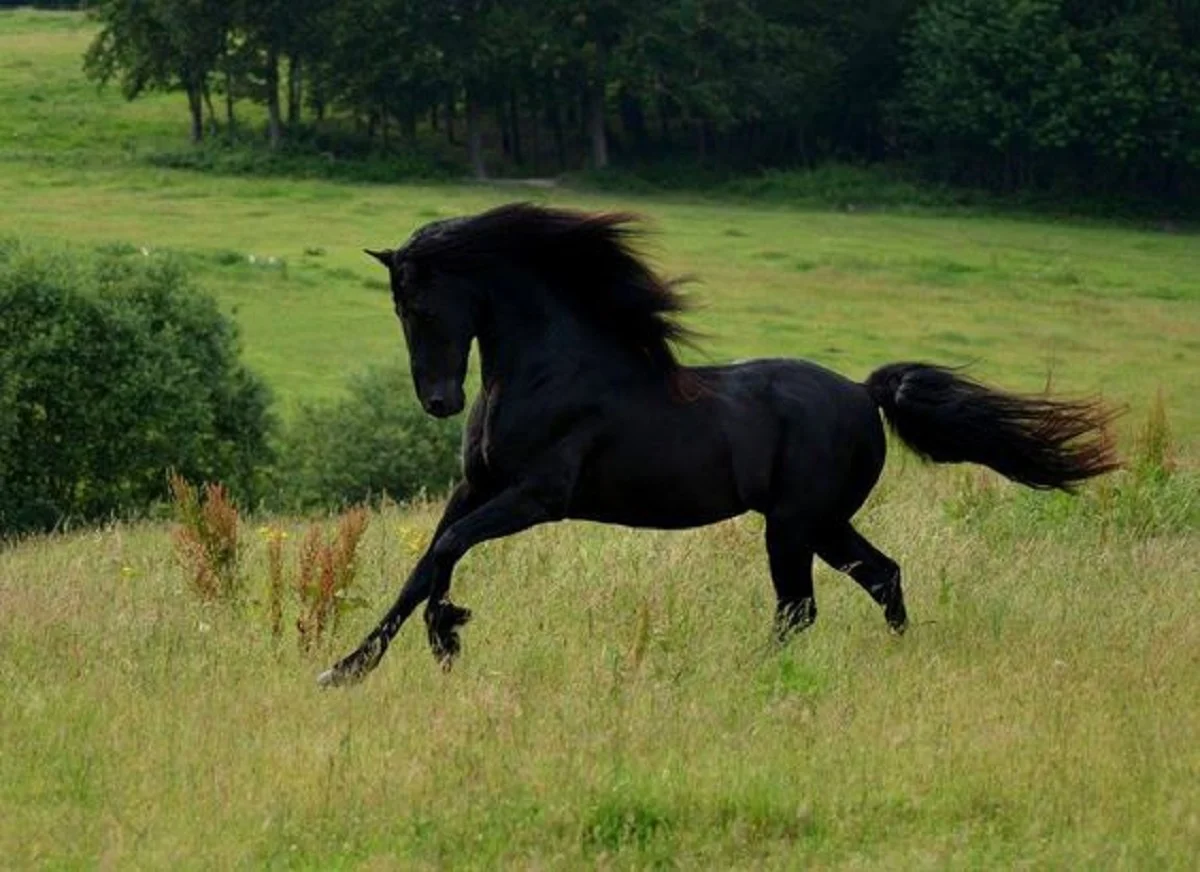 Terlihat Sangat Gagah, 5 Spesies Kuda yang Biasa digunakan Untuk Perang ...