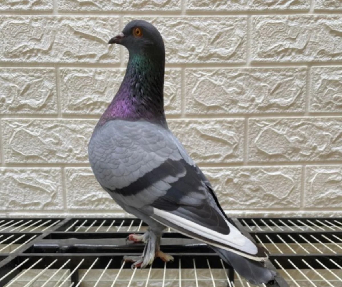 7 Fakta Unik Burung Merpati yang Jarang Diketahui – Rakcer.ID