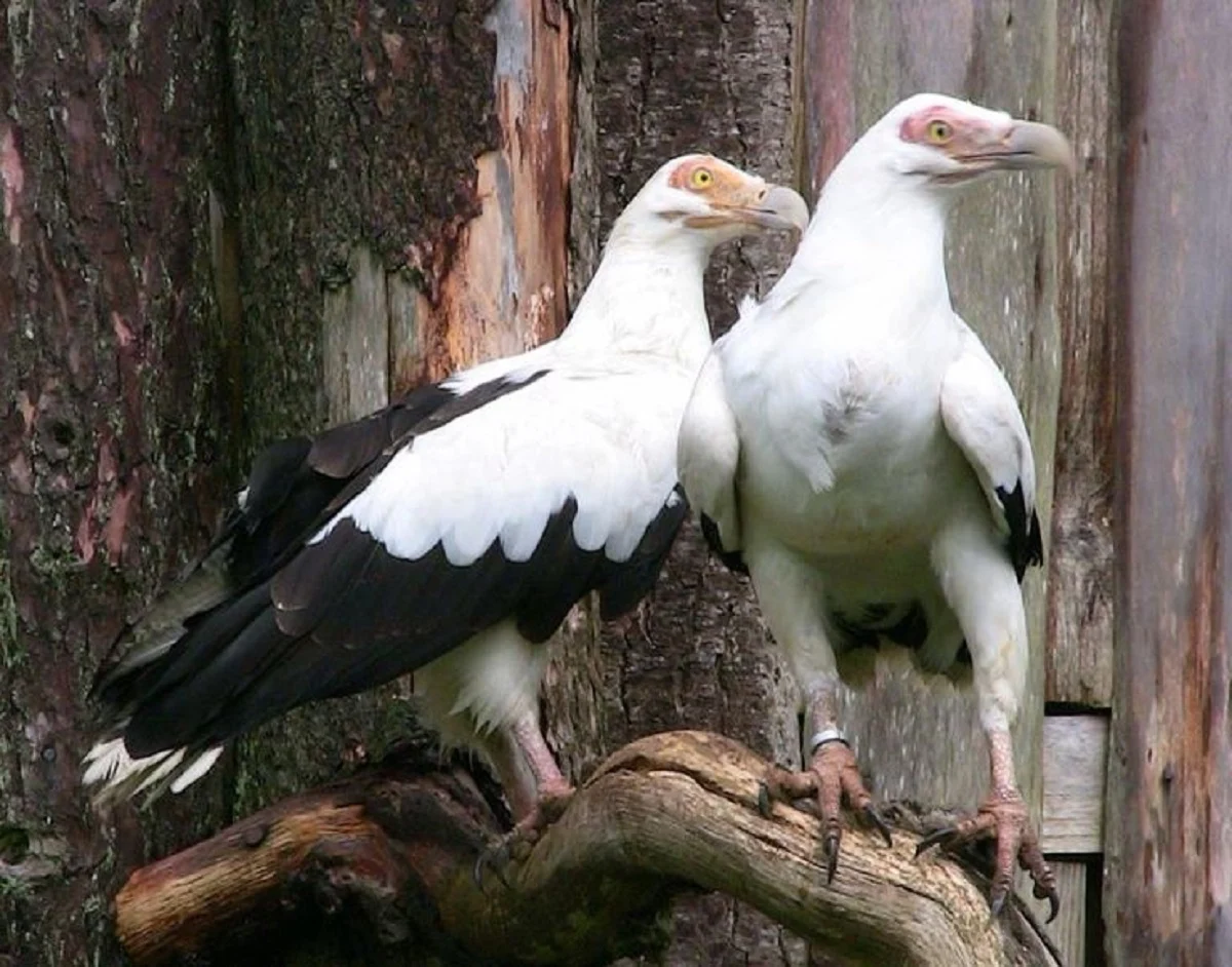 Belum Banyak Diketahui, 5 Fakta Menarik Burung Nasar Palem – Rakcer.ID