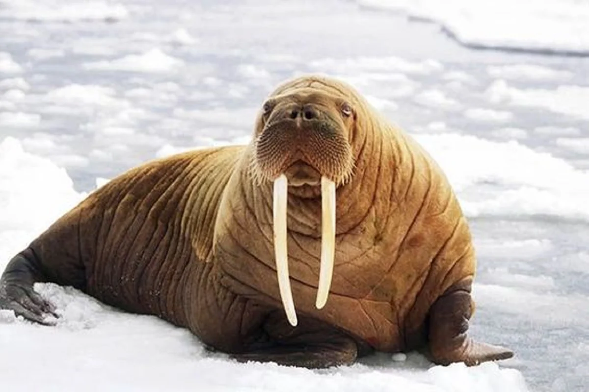 Hewan Laut Terbesar Di Dunia, 5 Fakta Menarik Walrus, Si Penyelam yang ...