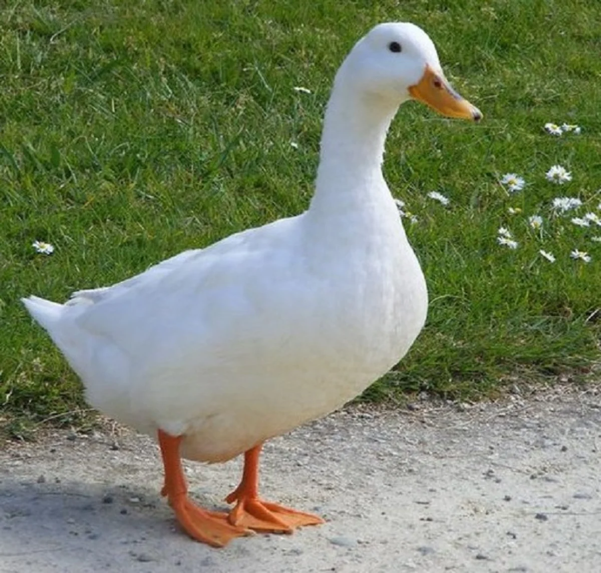 Memiliki Warna yang Mecolok dan Eksotis, 5 Jenis Bebek Hias yang Sangat ...