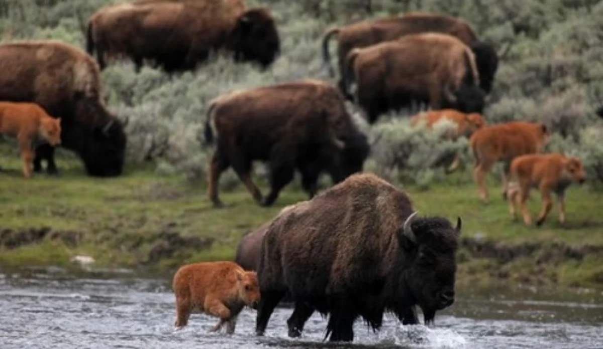 Populasi Dari Jutaan dan Hanya Tersisa 300 Ekor Pada Tahun 1900an, 5 ...