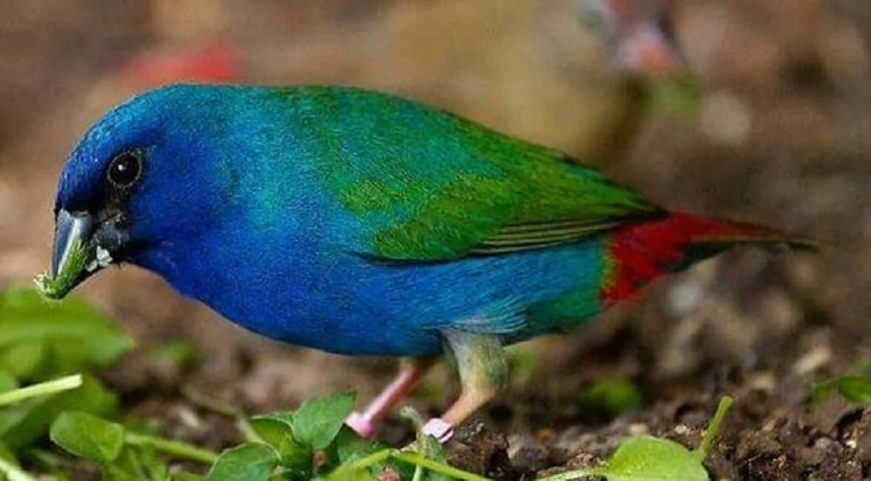 Sangat Cantik dan Imut Sekali, 5 Jenis Burung Pipit yang Sangat ...