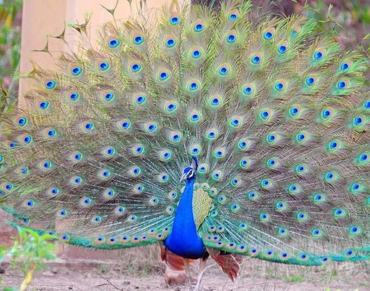 Melambangkan Keindahan dan Kemewahan, 5 Filosofi Menarik dari Burung ...