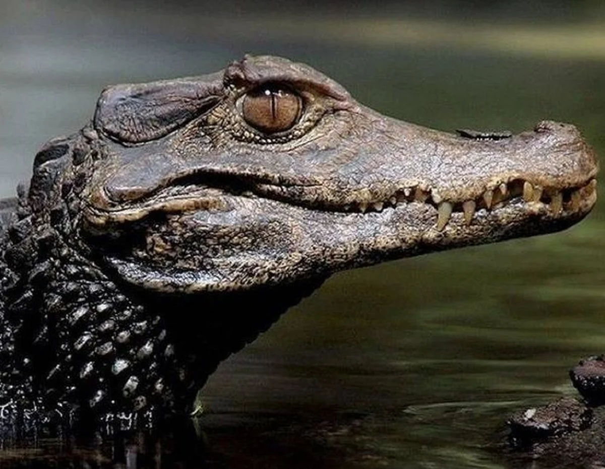 Buaya Kecil Asal Benua Amerika, 6 Fakta Menarik Tentang Kaiman – Rakcer.ID