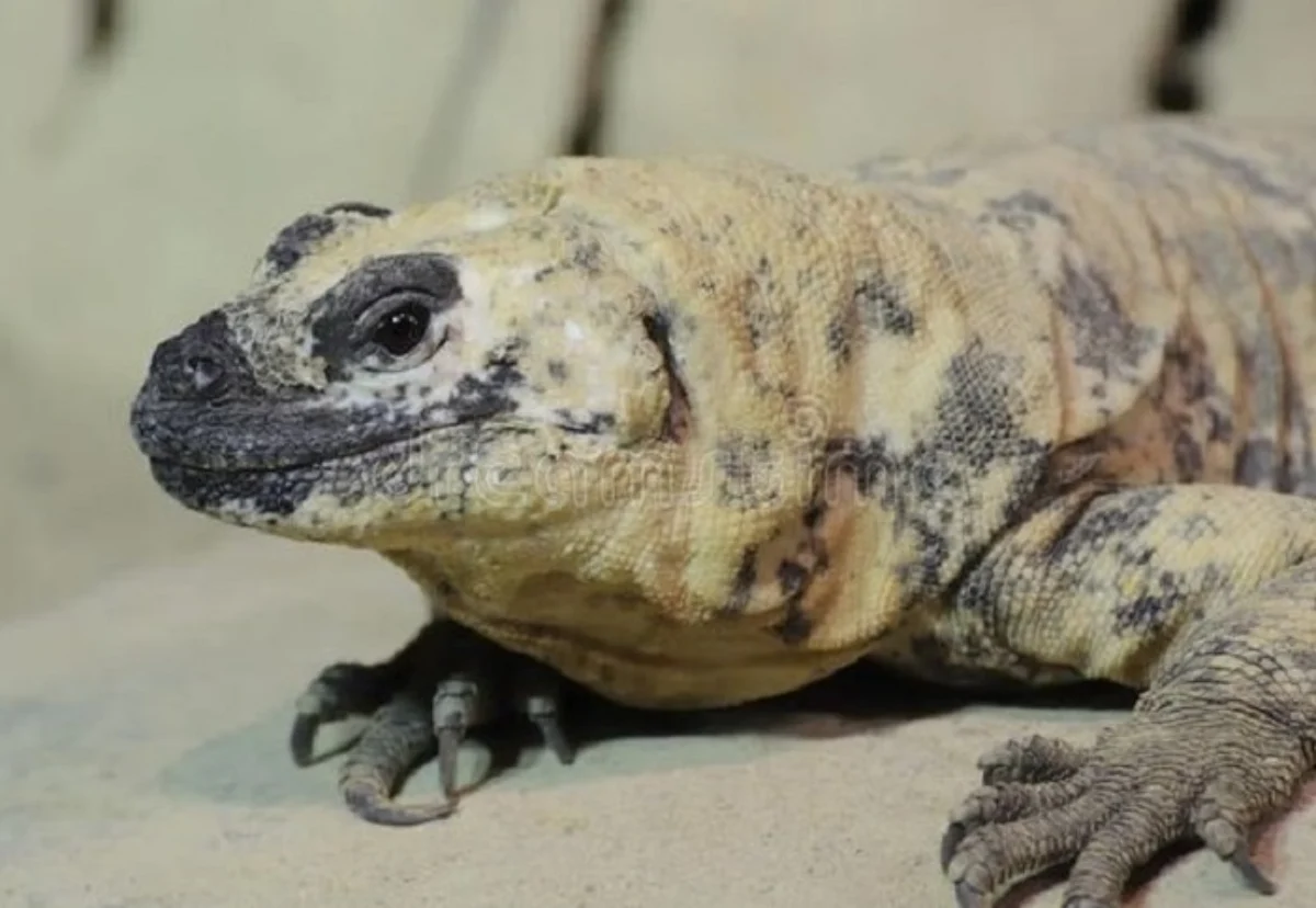 5 Fakta Kadal Chuckwalla Utara, Kadal Besar yang Hidup di Gurun – Laman ...