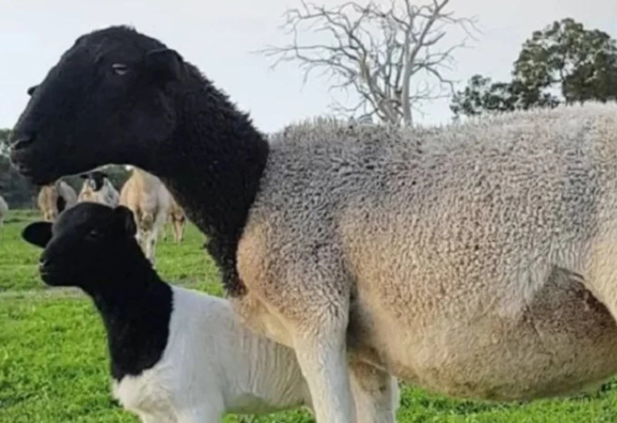 Sangat Menjanjikan dan Memiliki Daging Banyak, 5 Fakta Unik Domba ...