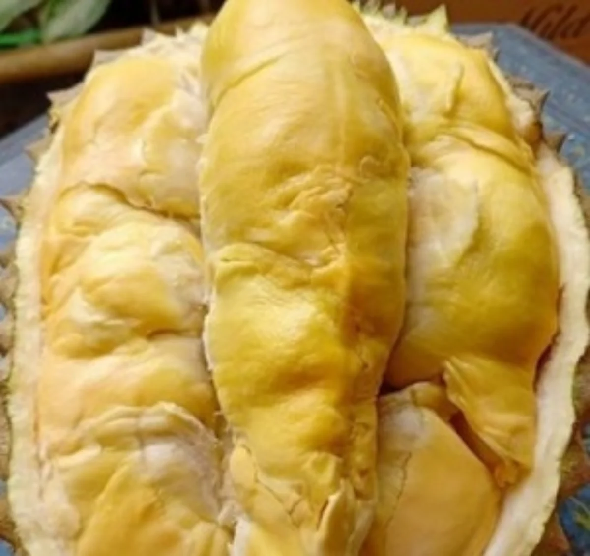 Banyak Digemari Oleh Banyak Orang, 5 Jenis Durian Lokal yang Unggul – Rakcer.ID