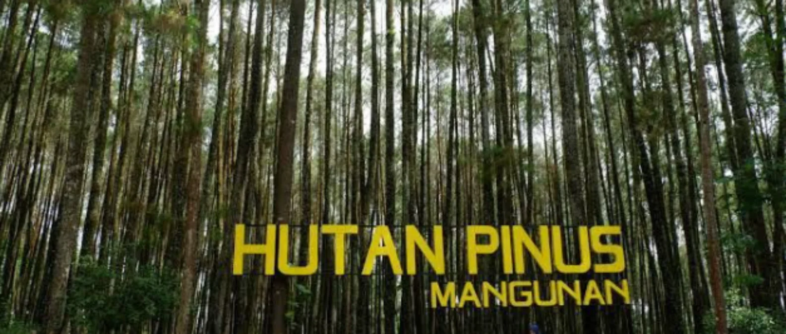 Destinasi Wisata Hutan Pinus yang Instagramable di Indonesia – Rakcer.ID