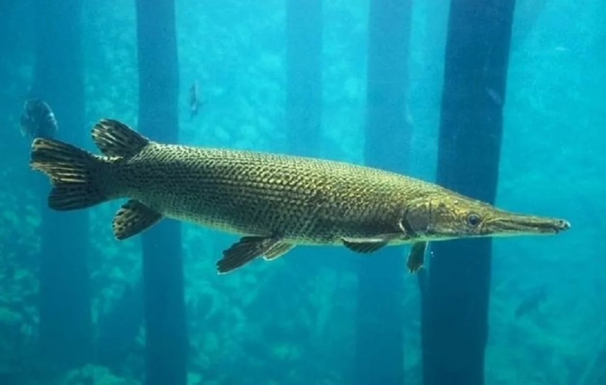 Kamu Suka Dengan Ikan Alligator Gar, 5 Jenis Ikan Alligator Gar – Rakcer.ID