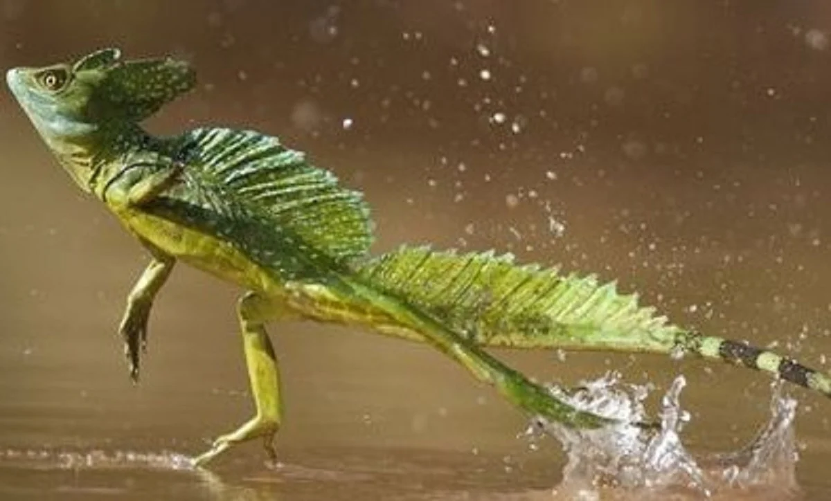 Si Hijau yang Memiliki Kemampuan yang Hebat, 5 Fakta Kadal Basilisk ...
