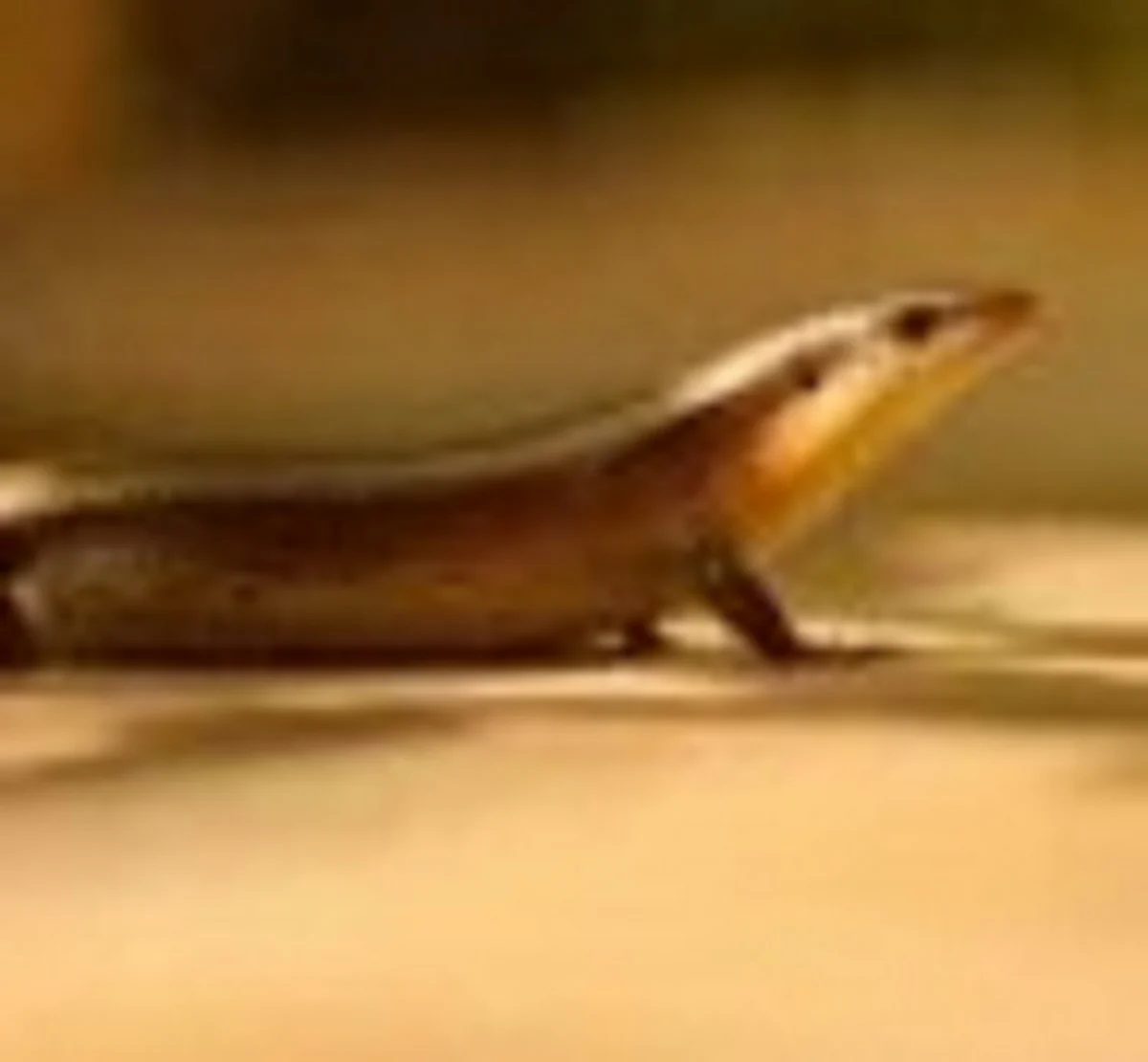 5 Fakta Unik dan Menarik Kadal Mabuya Asia, Jenis Kadal yang Agresif ...