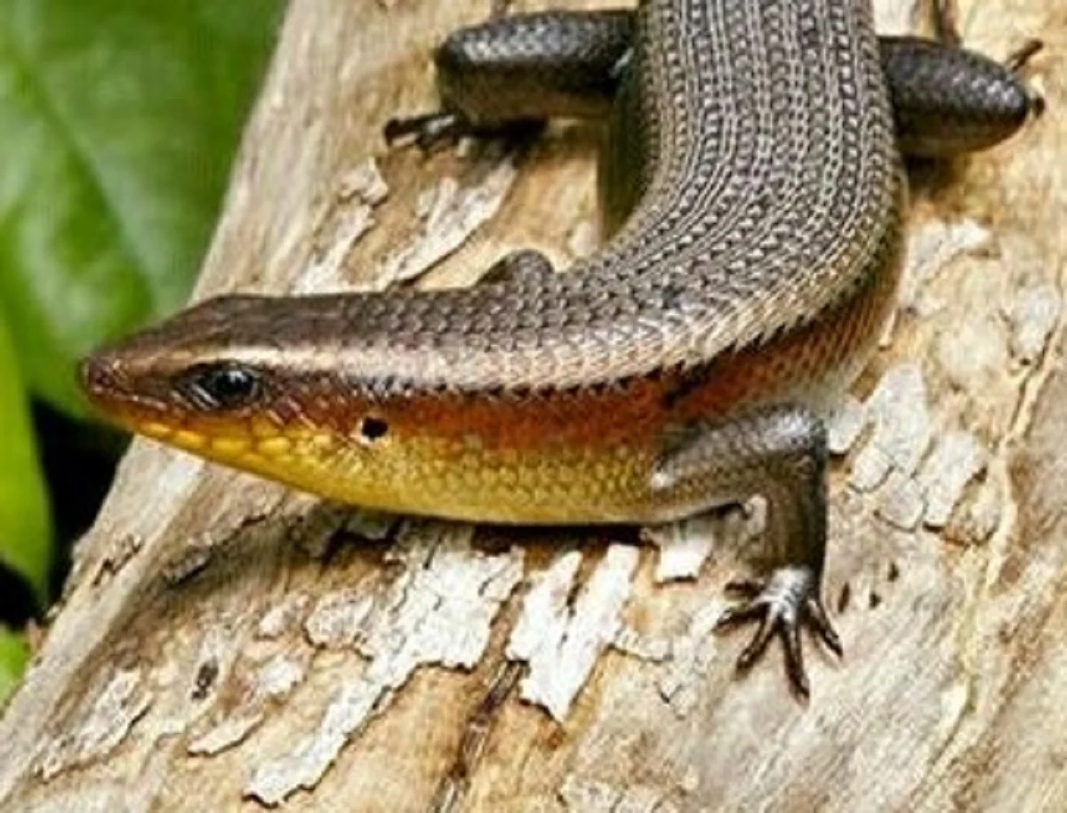 5 Fakta Menarik Tentang Kadal Common Sun Skink – Rakcer.ID