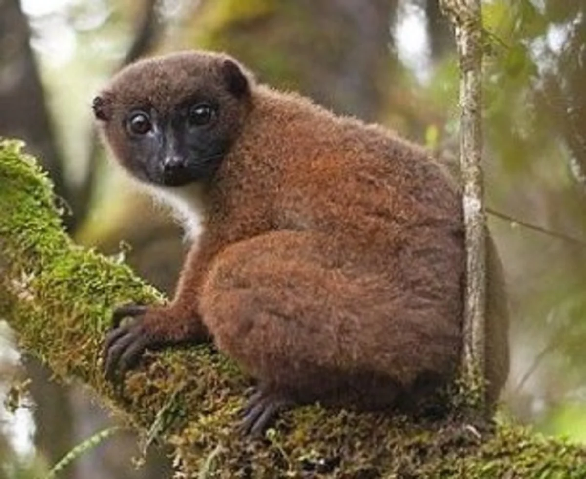 5 Fakta Menarik Lemur, Hewan Yang Berasal Dari Madagaskar – Rakcer.ID