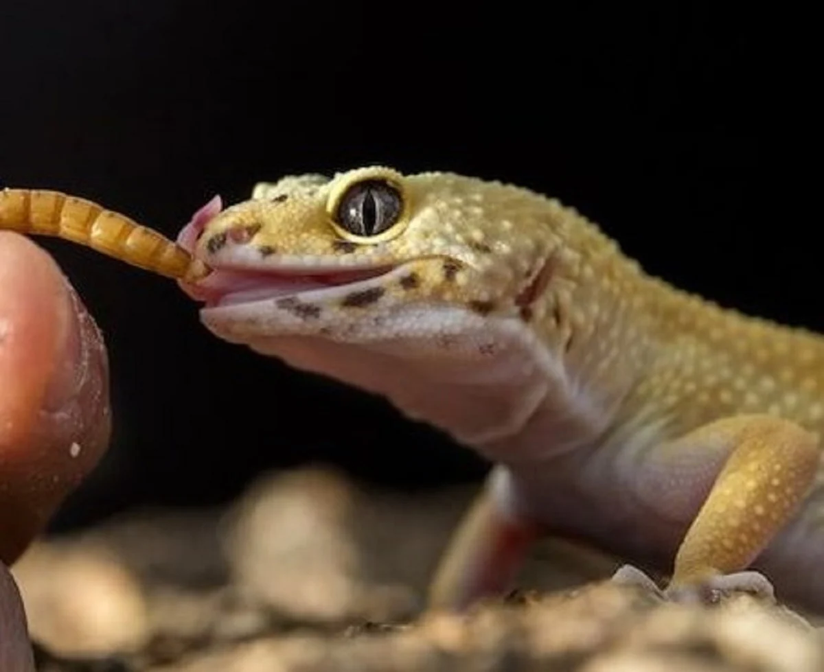 Kerap Menjadi Peliharaan Bagi Penghobi, 5 Fakta Unik dari Leopard Gecko ...