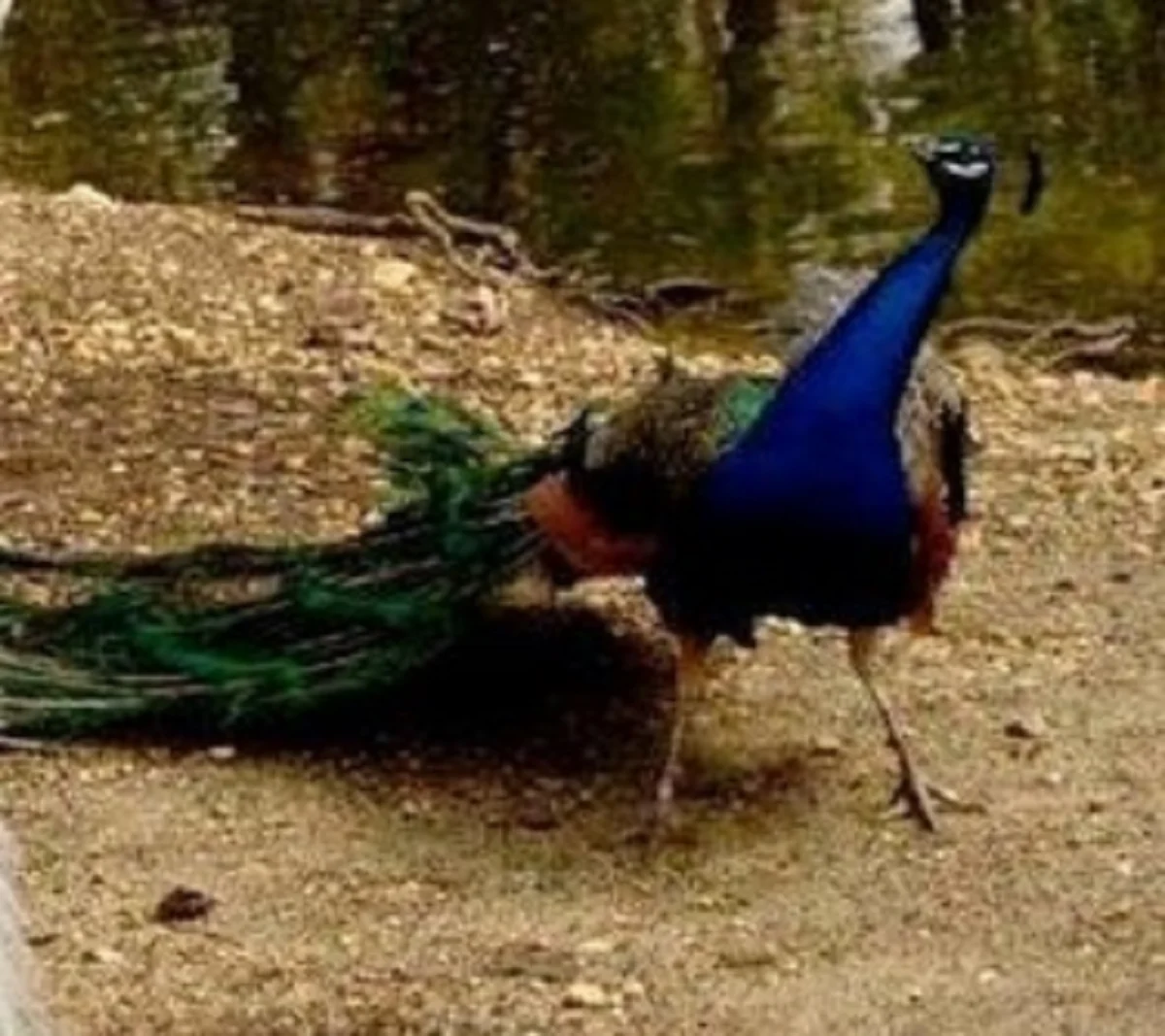 5 Fakta Menarik Burung Merak, Burung yang Dijadikan Sebagai Simbol ...