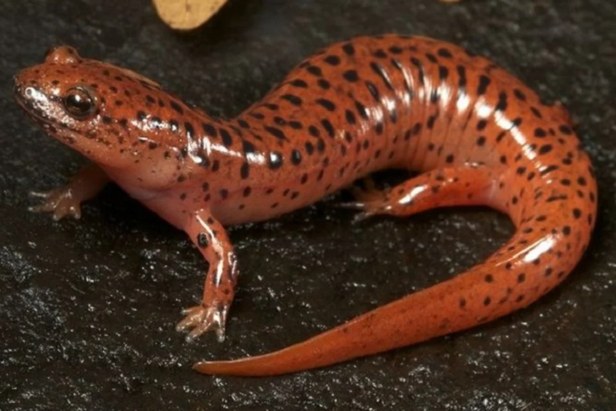 Sangat Unik Sekali dan Eksotis, 5 Jenis Salamander yang ada di Dunia ...