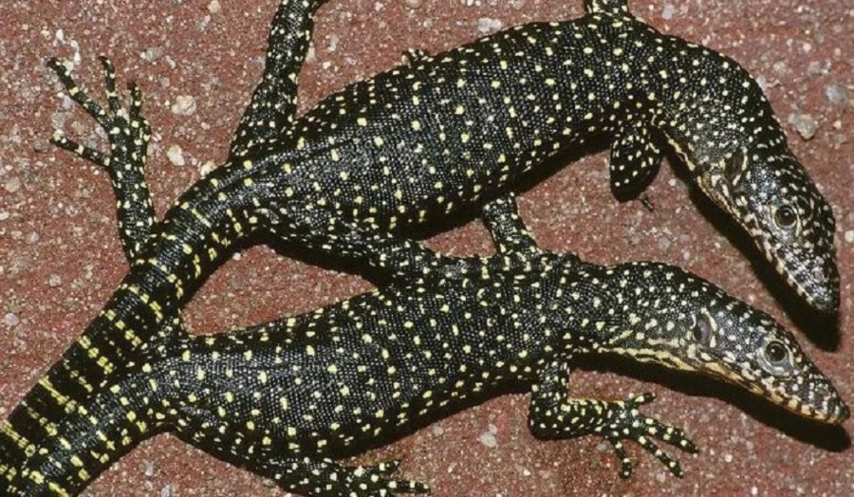 Jenis Biawak Terbesar di Dunia, 5 Fakta Menarik Tentang Varanus indicus ...