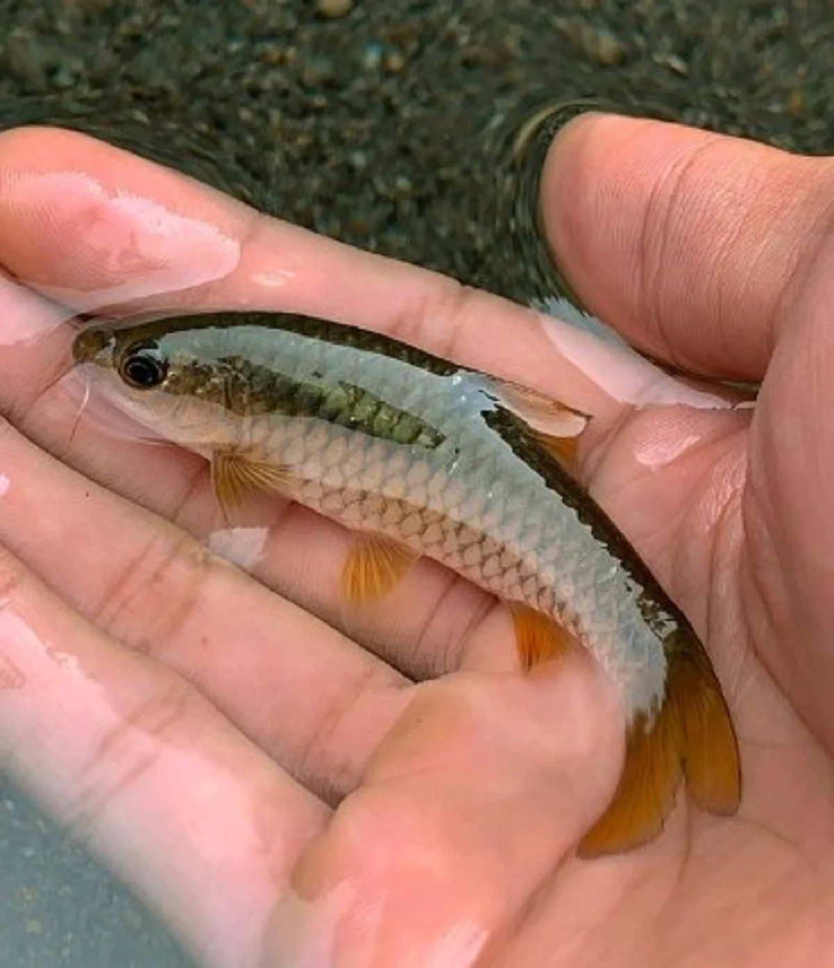 Ikan yang Biasa Dikonsumsi dan Menjadi Ikan Hias, 5 Fakta Unik Ikan ...