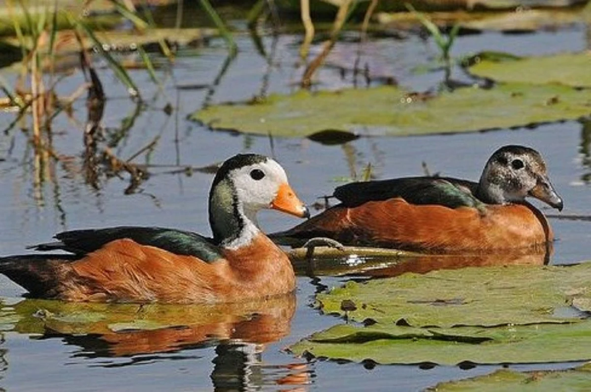 Belum Banyak Diketahui, 5 Fakta Unik Angsa Kerdil Afrika – Rakcer.ID