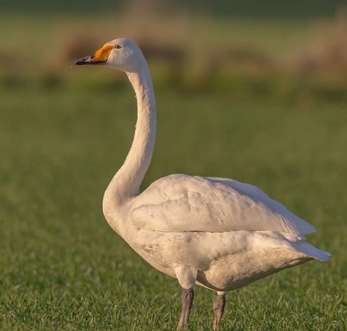 Wow ada yang Mampu Terbang dengan Jarak yang Jauh, 5 Jenis Angsa Yang ...