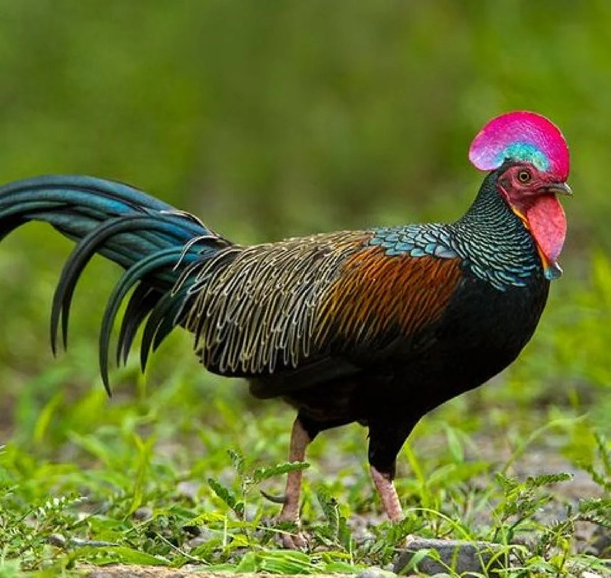 Sudah Langka dan Eksotis, 4 Jenis Ayam Hutan yang Ada di Indonesia ...