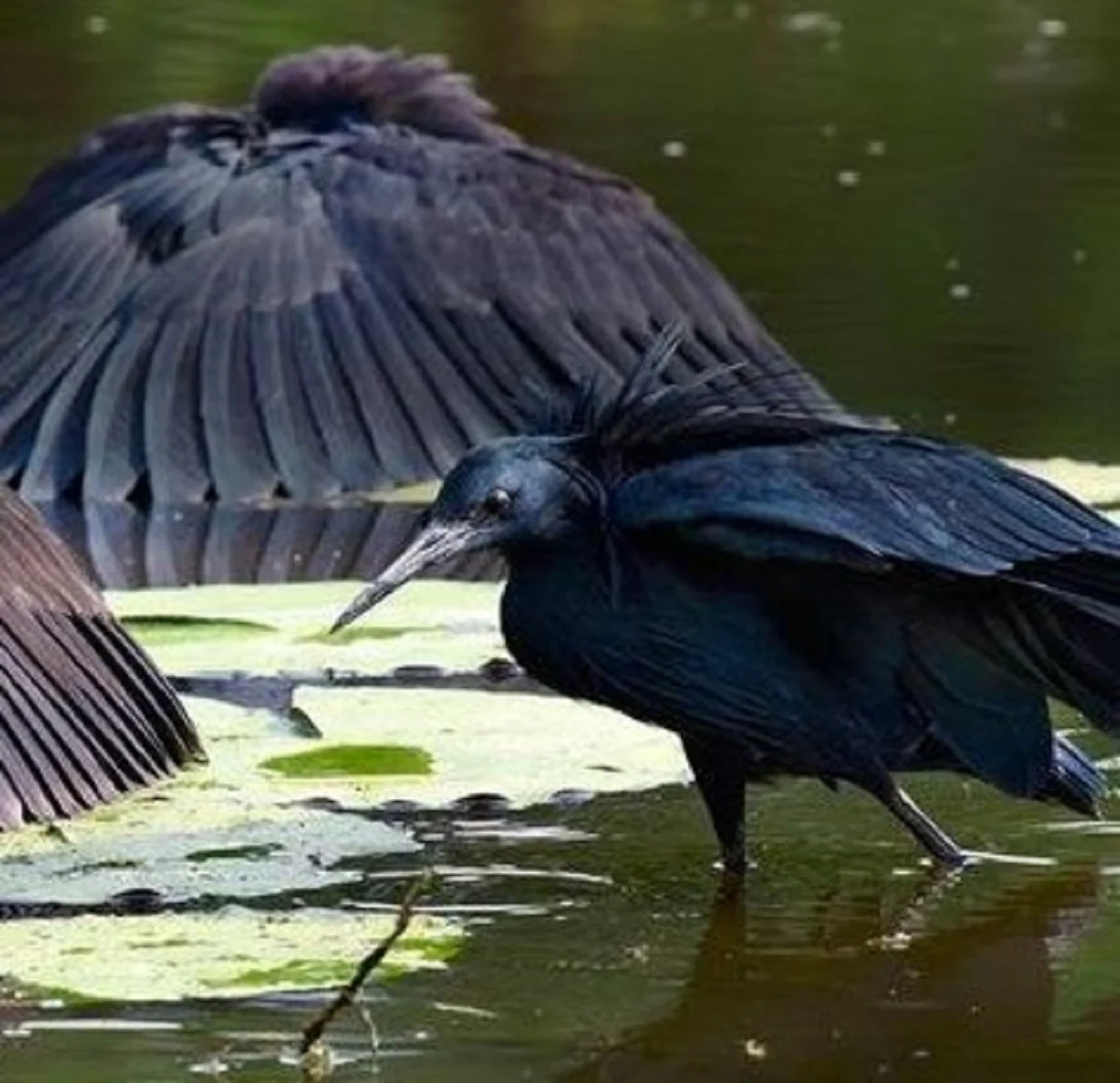 Bangau Hitam : Si Pemburu Ikan yang Jenius dan Cerdik dengan Cara Berburu yang Unik – Rakcer.ID