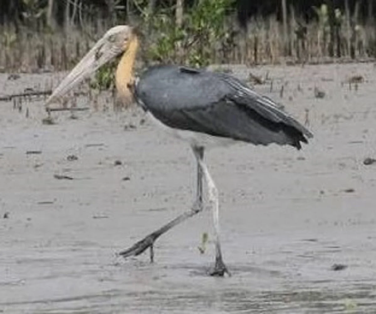Jenis Burung Bangau yang Ada di Indonesia dan Biasa Ditemukan di ...