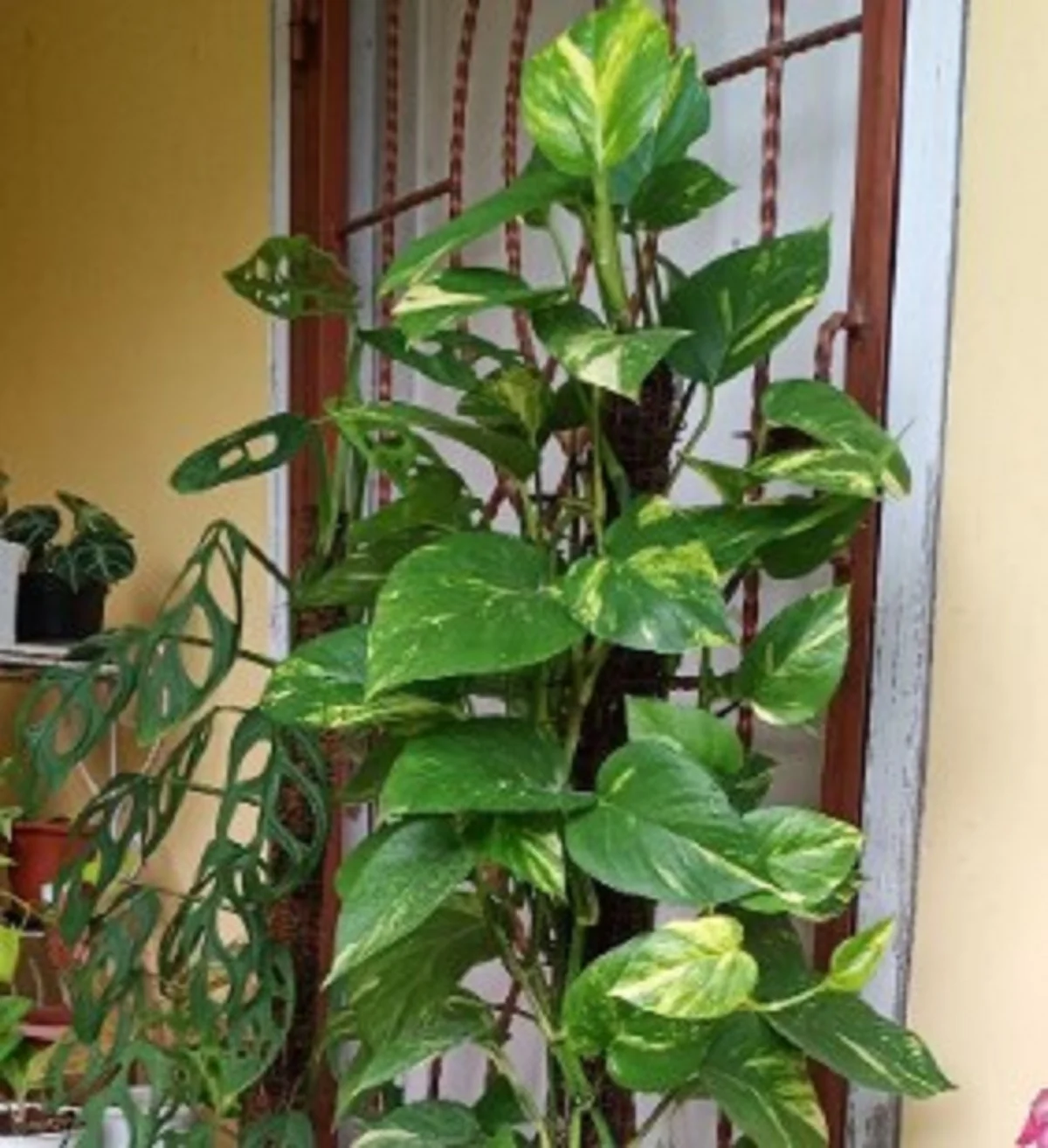 Tembok Akan Terlihat Hijau, 5 Tanaman Hias Merambat – Rakcer.ID