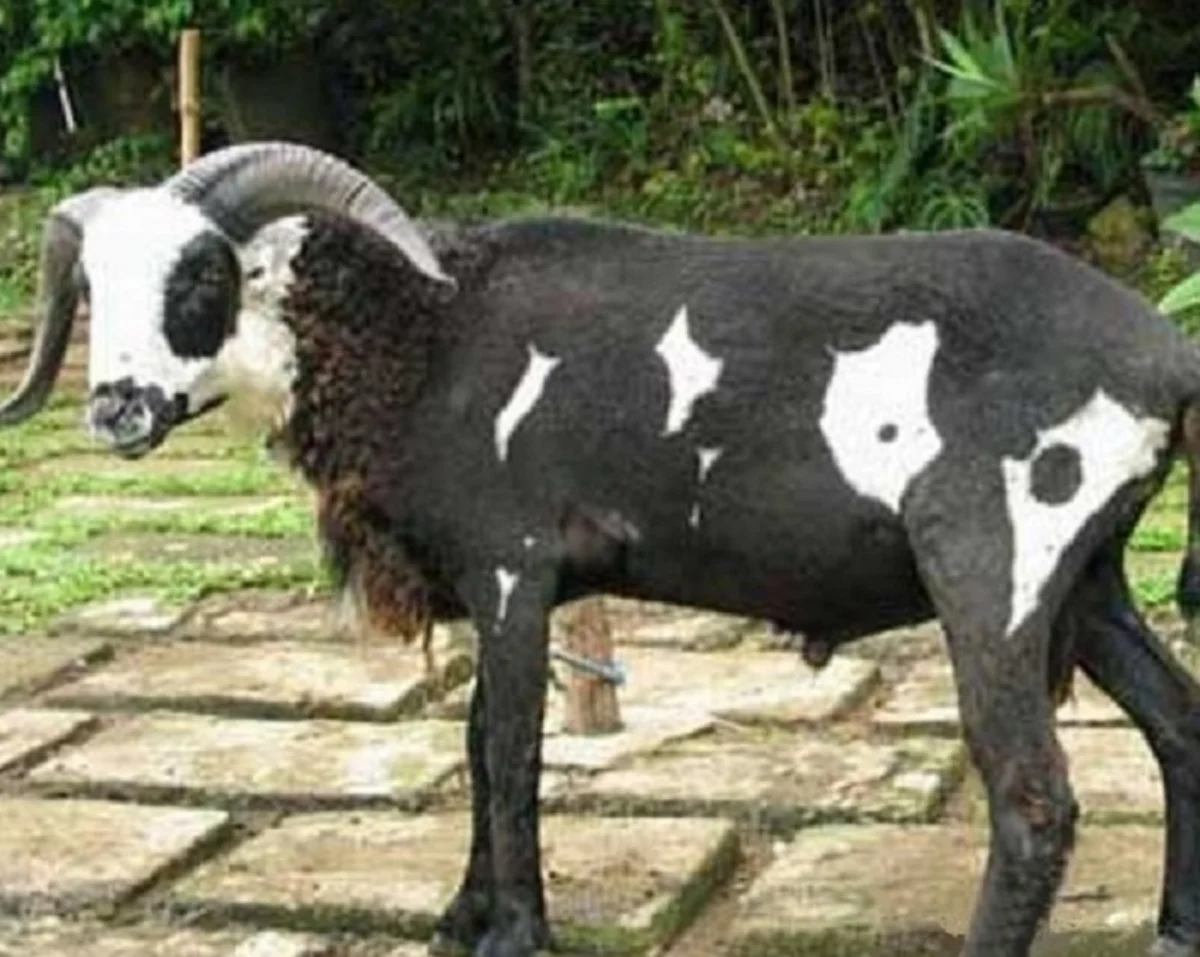 Sebagai Simbol Kekayaan, Fakta Menarik Domba Garut – Rakcer.ID