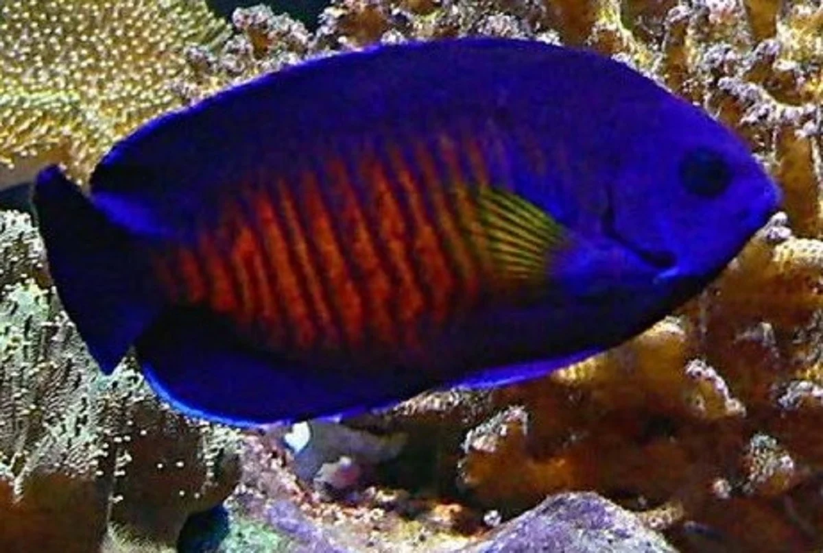 Bisa Dipelihara pada Aquarium Air Laut dan Sangat Cantik,5 Jenis Ikan ...