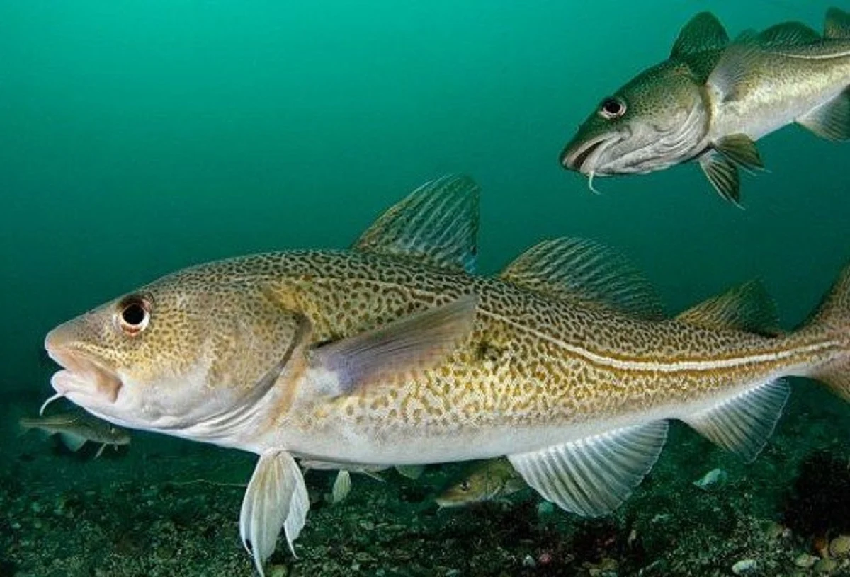 Sangat Kaya Akan Manfaat,5 Fakta Mengenai Ikan Kod – Rakcer.ID