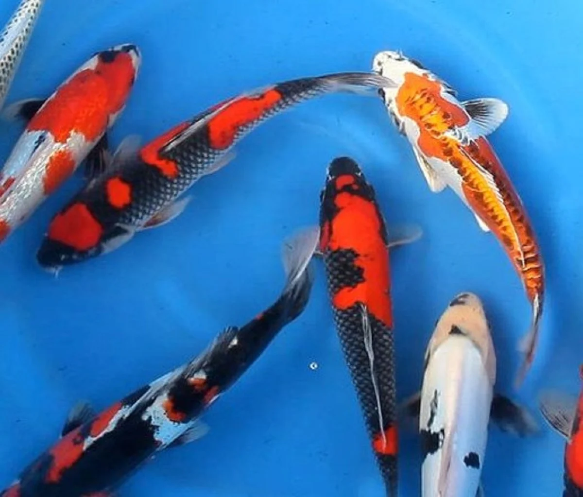 5 Jenis Ikan Koi yang Memiliki Harga Mahal, Ada yang Ingin Memiliki Ikan Koi Ini ? – Rakcer.ID