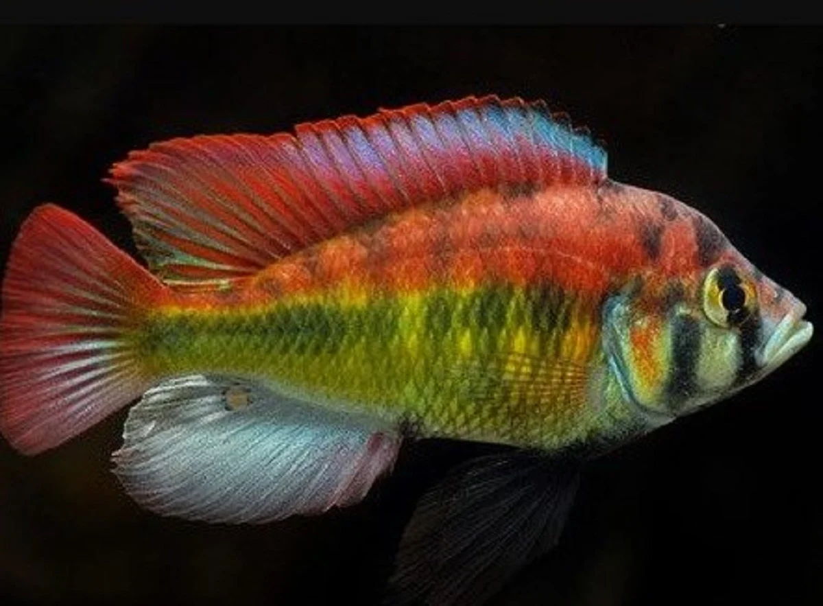 Inilah, 5 Jenis Ikan Chiclid yang Paling Cantik – Rakcer.ID