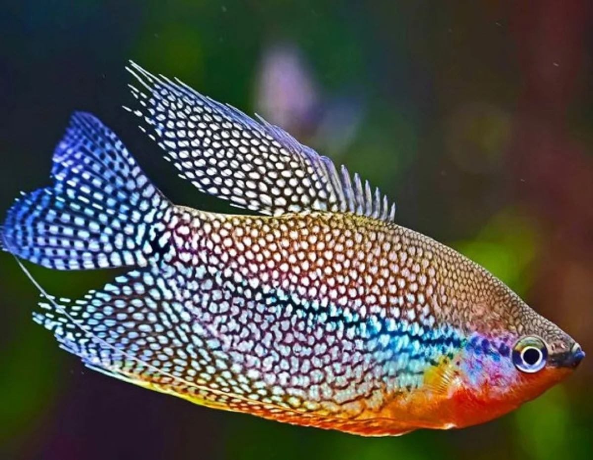 Sangat Menawan, 5 Jenis Ikan Sepat Cantik, Cocok Untuk Aquarium Kamu ...