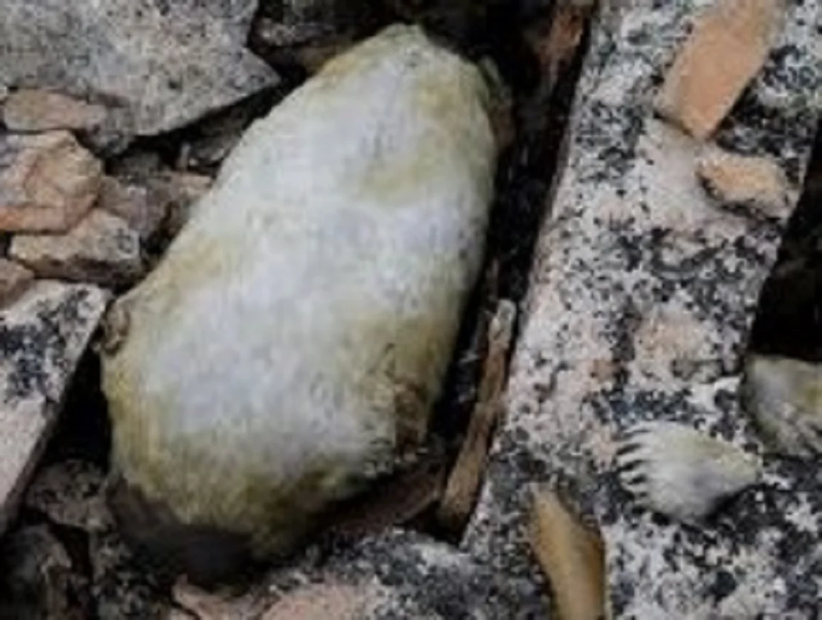 Apa itu Kiviaq, Makanan Khas Kawasan Green land, Bagaimana Membuatnya ...