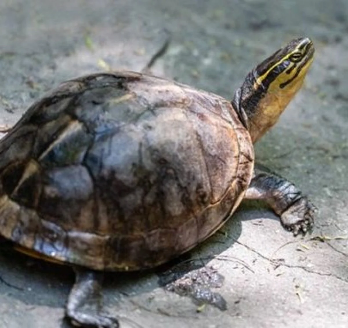 Bagi Penghobi Kura – Kura, 6 Jenis kura – Kura yang Bisa Dipelihara ...