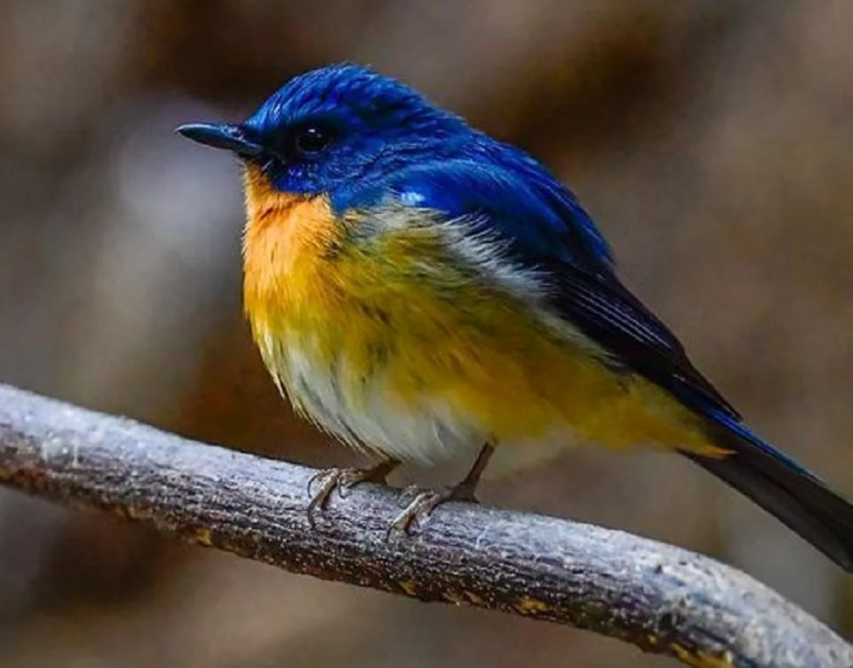 Rekomendasi 5 Jenis Burung Kicau Kecil yang Sangat Diminati Oleh ...